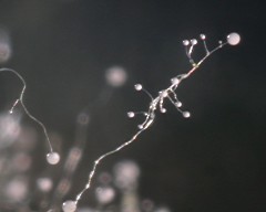 Fruiting bodies of cellular slime moulds